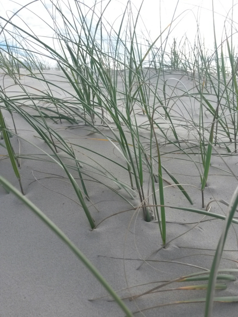 Panicum racemosum (Florianopolis - Plants - Monocots) · iNaturalist