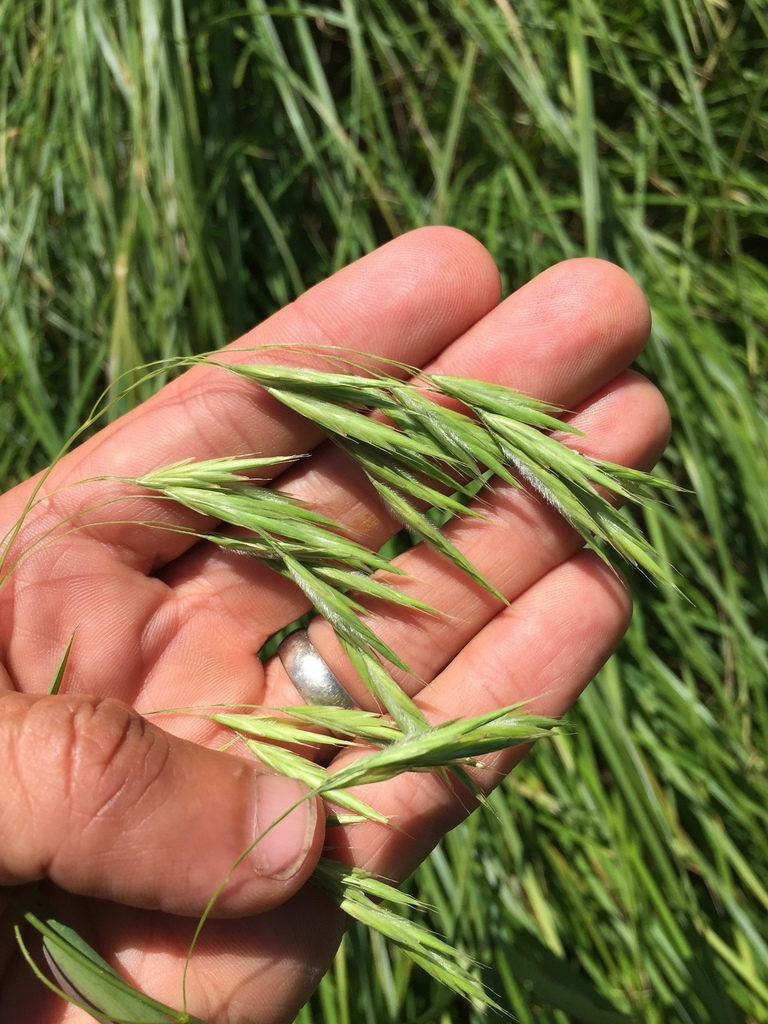 Fringed Brome from Alger County, US-MI, US on July 17, 2020 at 12:23 PM ...