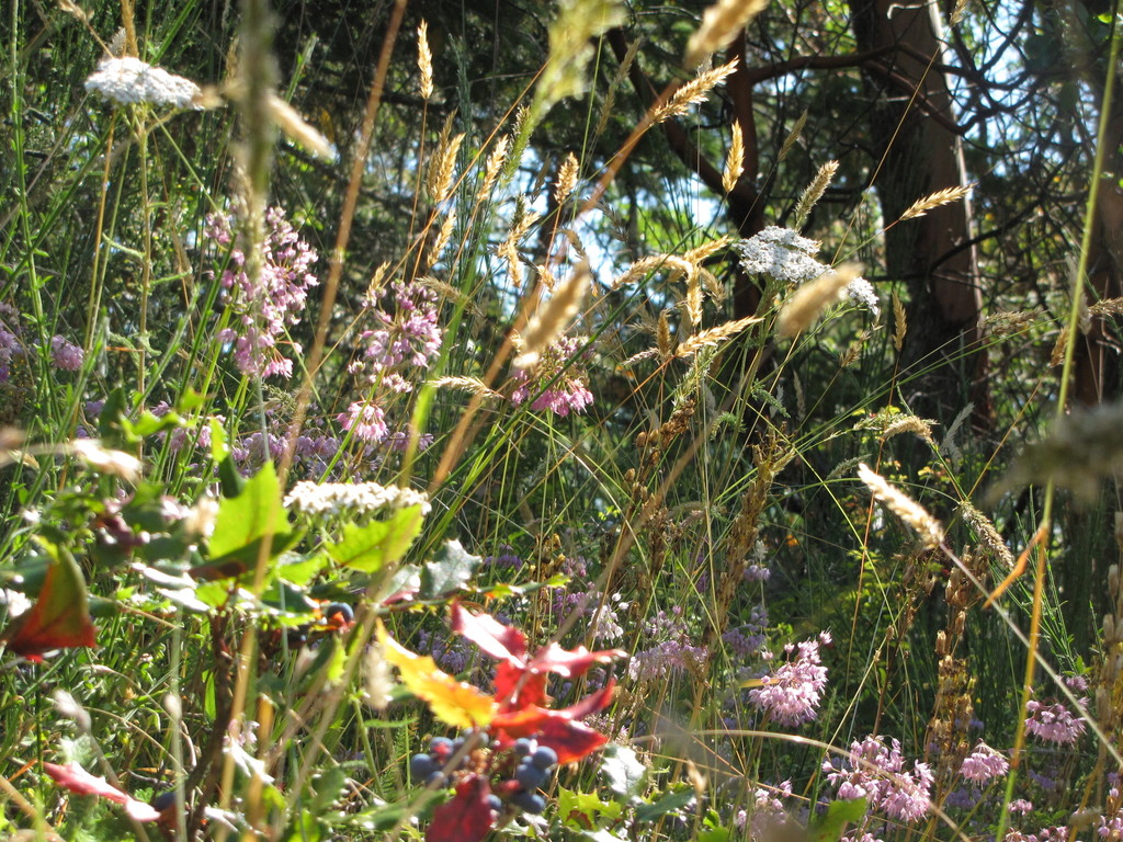 sweet vernal grass from cobble hill on July 20, 2020 at 11:15 AM by ...