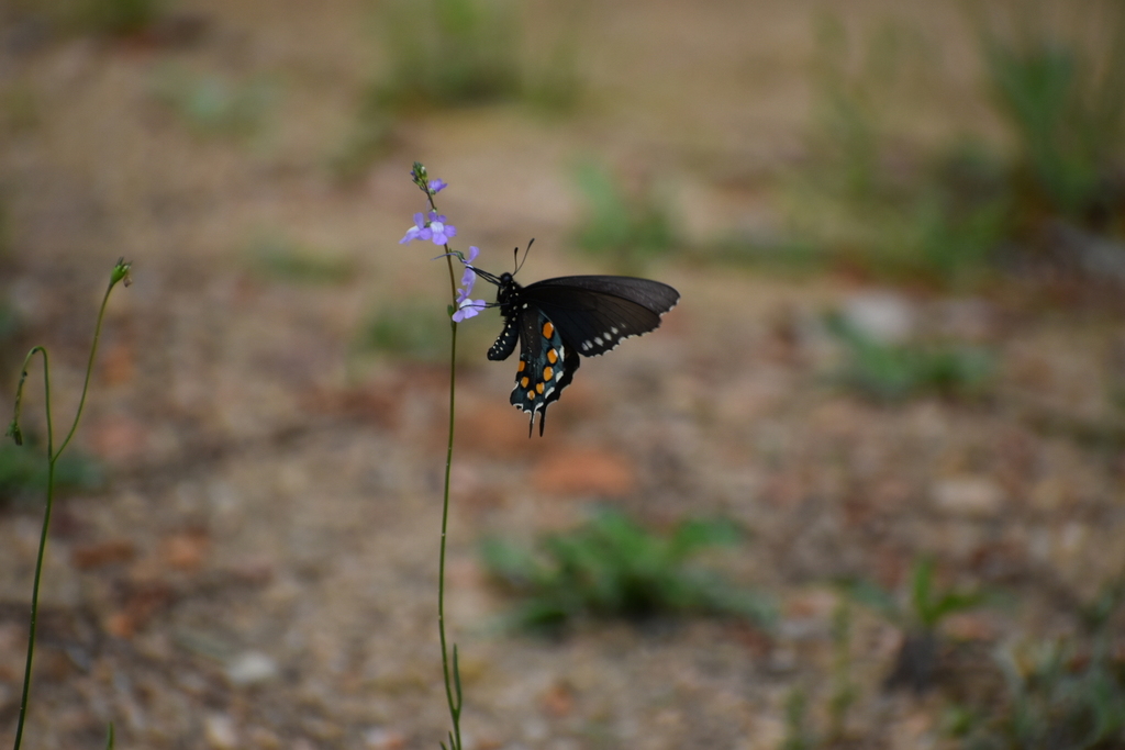 Pipevine Swallowtail in April 2020 by Hunter Groce · iNaturalist