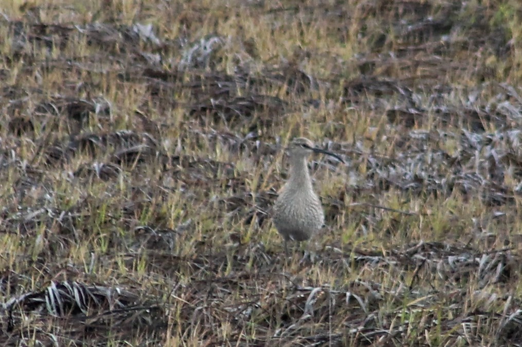 Whimbrel from Dalvik, Iceland on May 13, 2017 at 06:09 AM by Bob ...