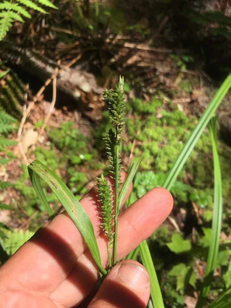 eastern rough sedge from Alger County, US-MI, US on July 19, 2020 at 02 ...