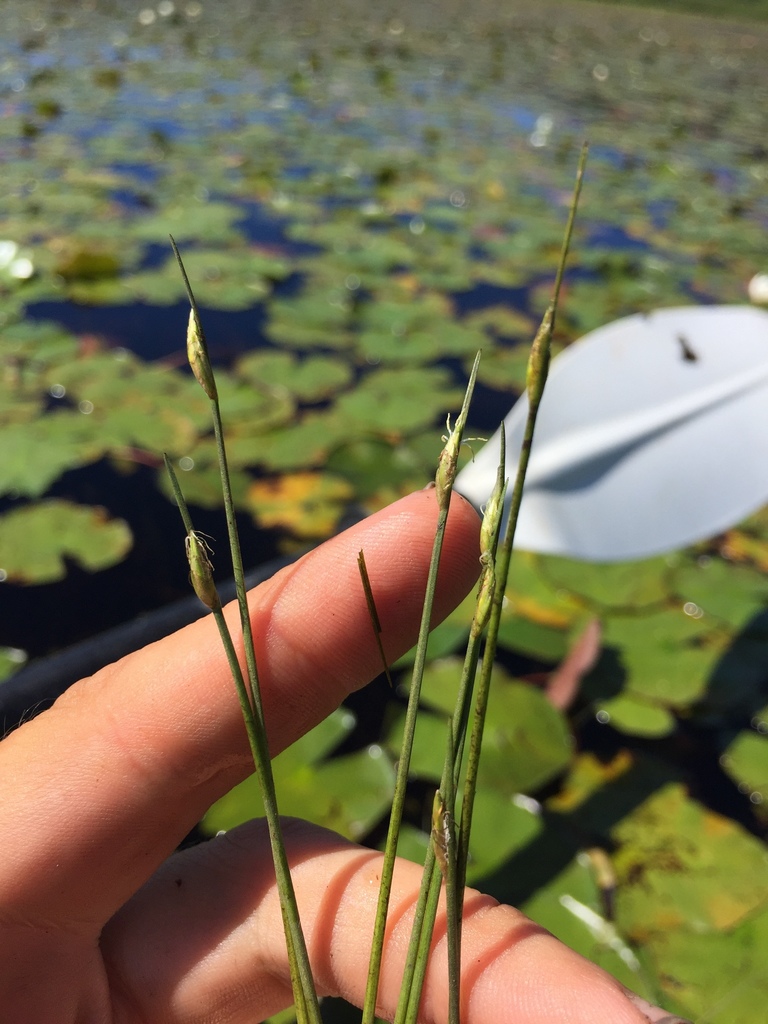 water bulrush (ADIRONDACK RESEARCH GUIDEBOOK) · iNaturalist