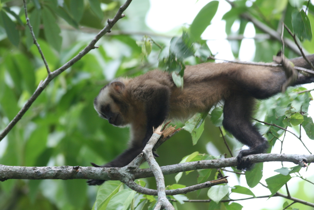 Guianan Brown Capuchin (Sapajus apella apella) - Know Your Mammals