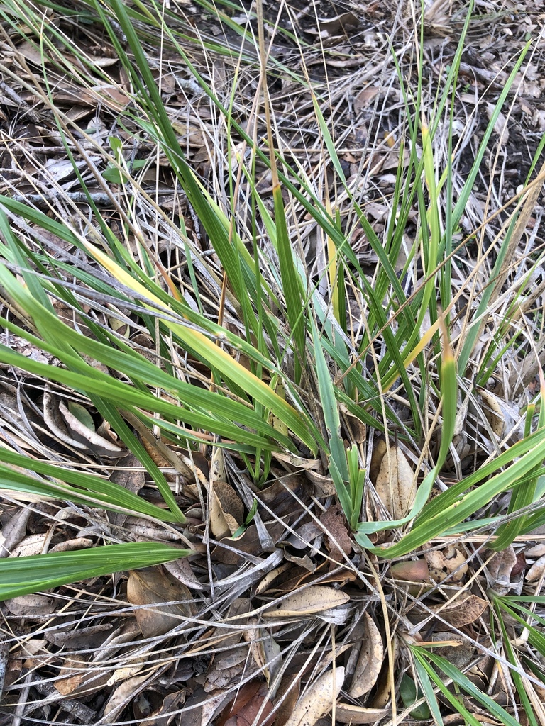 Broad-leaved Snow Tussock from Upland Road, Kelburn, Wellington, NZ on ...