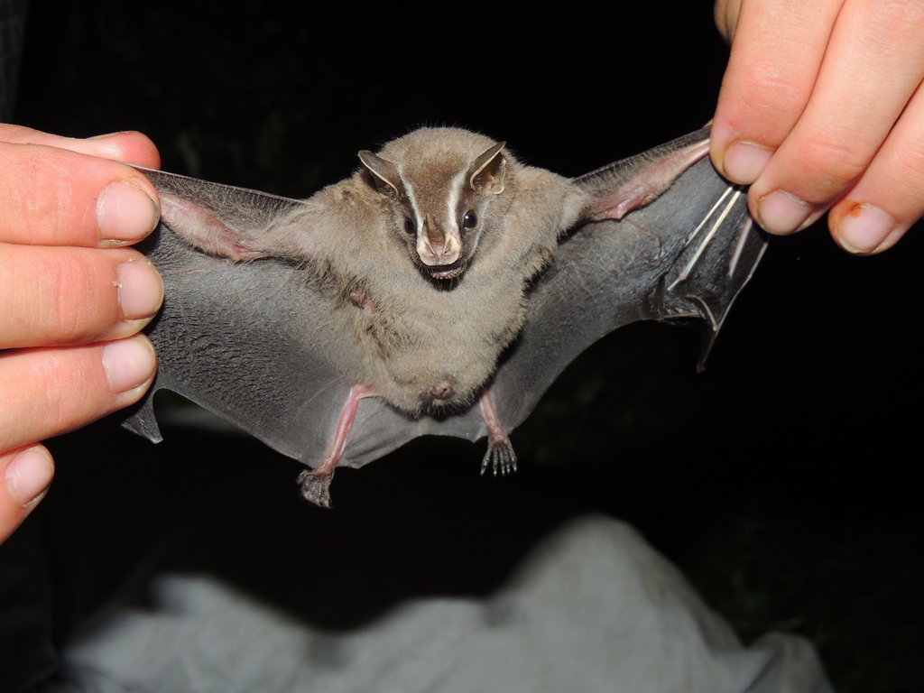 Tent-making Bats (Uroderma) - Know Your Mammals