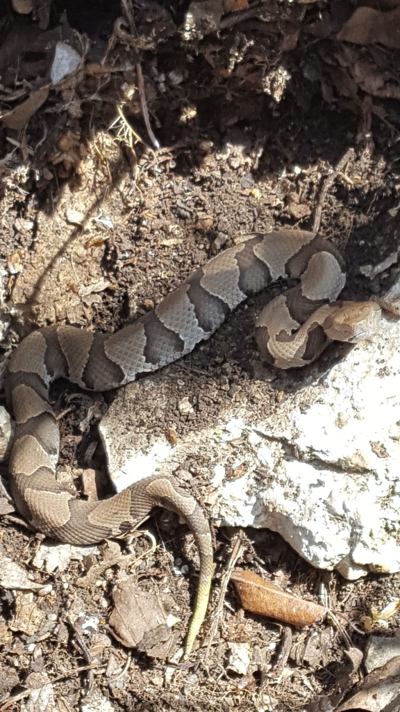 Eastern Copperhead from Marmaton, KS, USA on April 11, 2019 at 02:03 PM ...