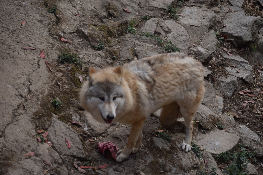 Tibetan Wolf (Canis lupus filchneri) - Know Your Mammals