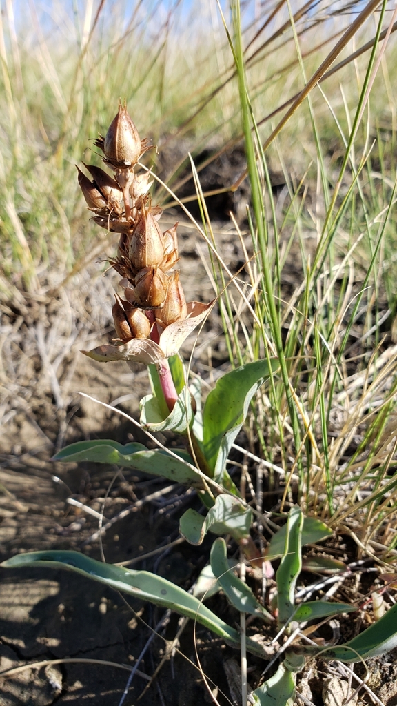 Wax-leaf Beardtongue from Carmangay, AB T0L 0N0, Canada on July 20 ...