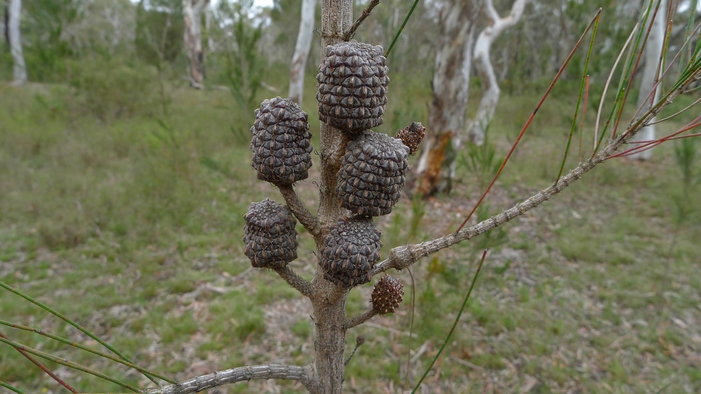 Black sheoak (Tamborine Mountain Eco-Zone - Trees & Shrubs) · iNaturalist