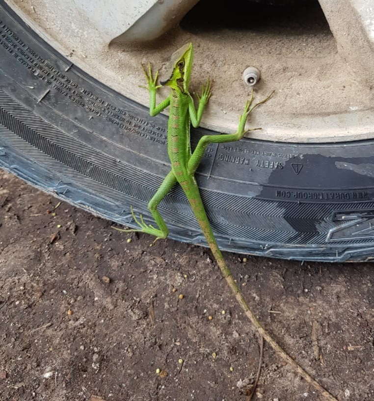 Eastern Casquehead Iguana from Cayo District, Belize on July 20, 2020 ...