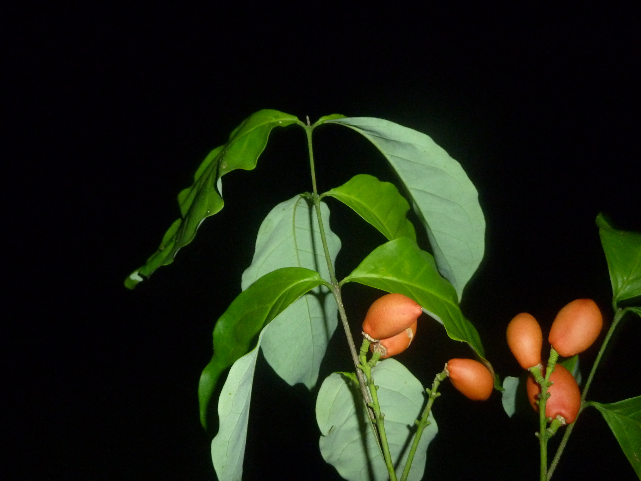 Bunchosia nitida (Jacq.) Rich. ex Juss.
