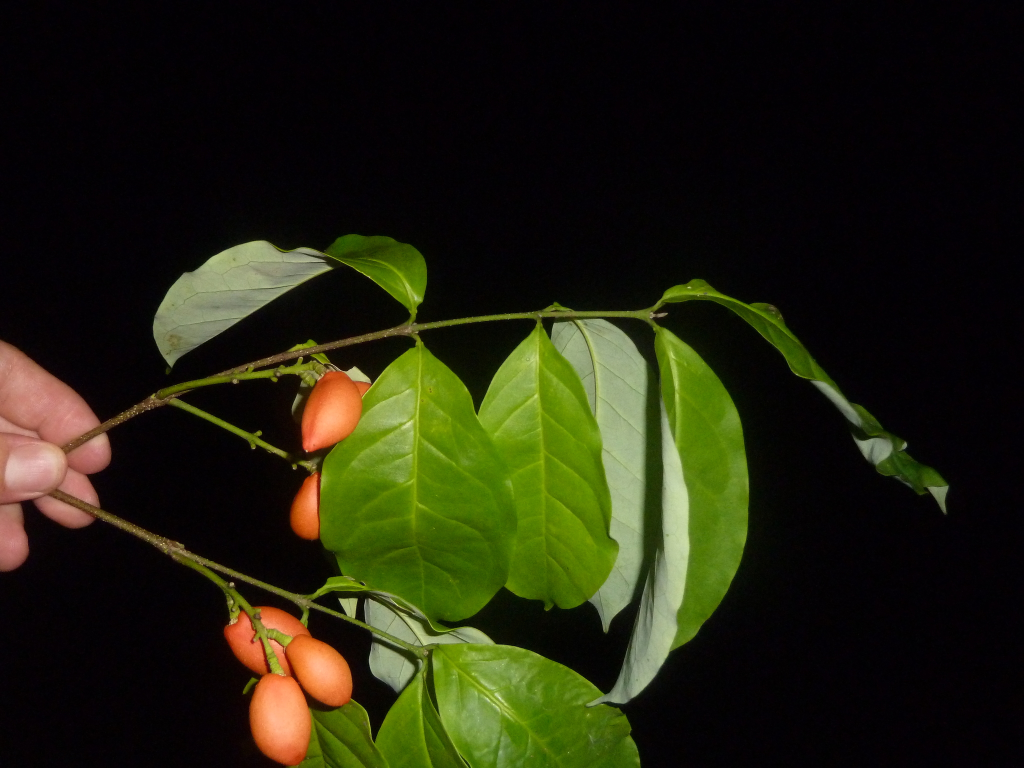 Bunchosia nitida (Jacq.) Rich. ex Juss.
