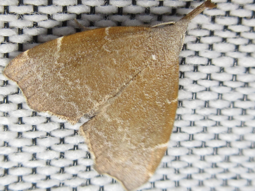 Genus Ectogonia · iNaturalist