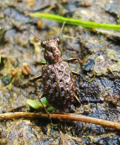 Subfamily Elaphrinae · iNaturalist