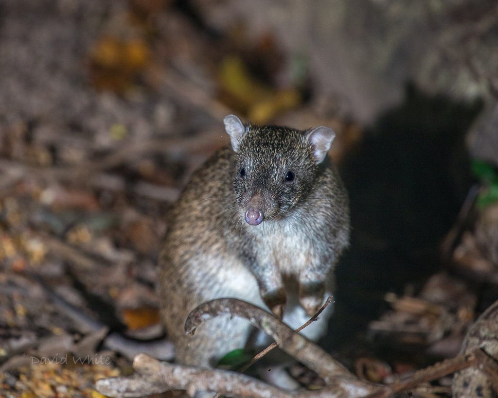 Bandicoots (Peramelidae) - Know Your Mammals