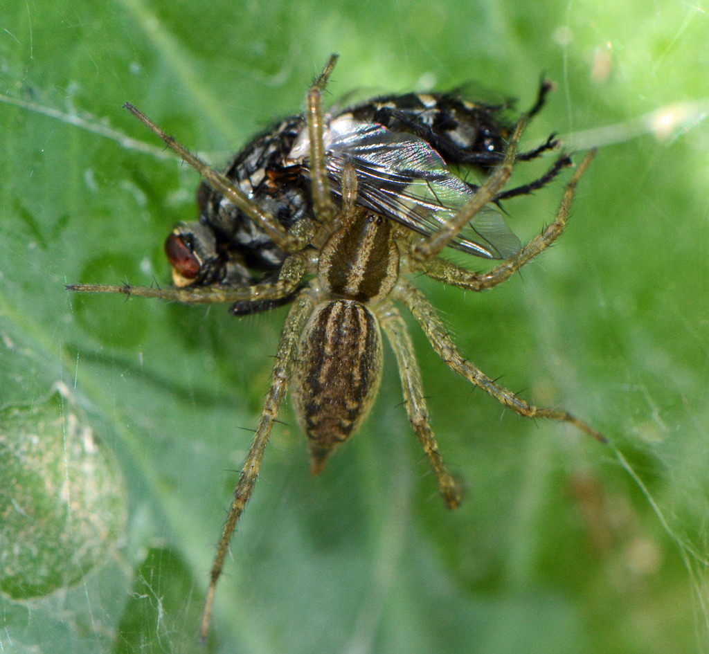 Grass Spiders from Stratford, ON, Canada on July 20, 2020 at 12:27 PM ...