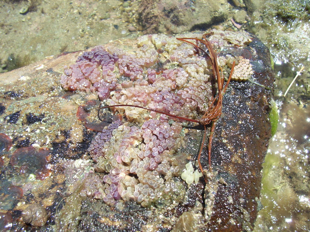 Cart-Rut Shell from Inverloch VIC 3996, Australia on January 18, 2009 ...
