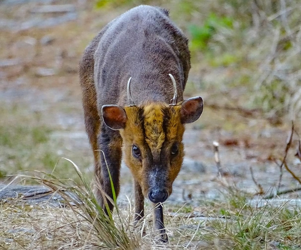 Taiwan Muntjac (Muntiacus reevesi micrurus) - Know Your Mammals