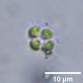 (Tetrastrum staurogeniiforme) - Botanical Realm