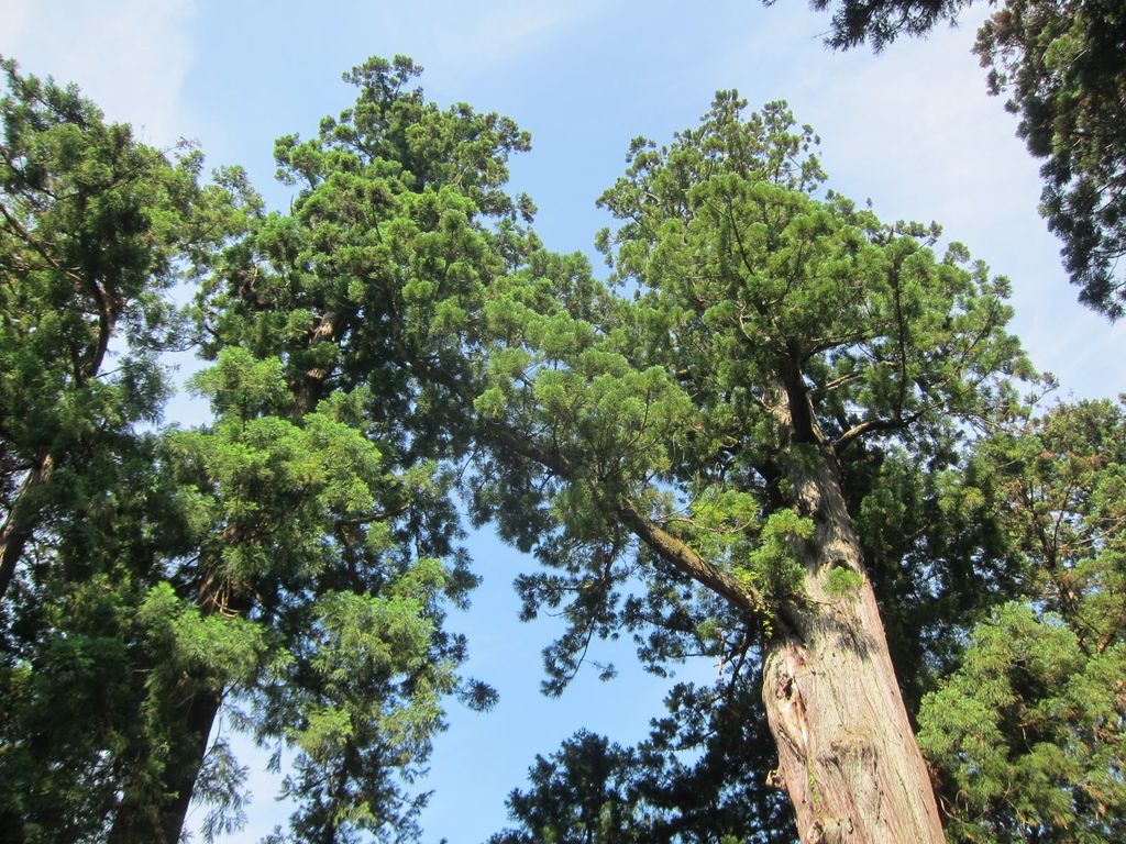 sugi from Aone, Midori Ward, Sagamihara, Kanagawa Prefecture 252-0162 ...