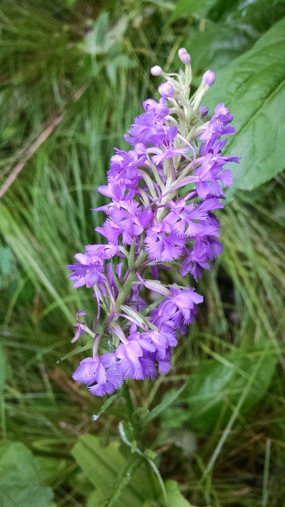 Lesser Purple Fringed Orchid in July 2020 by Derek Ziomber · iNaturalist