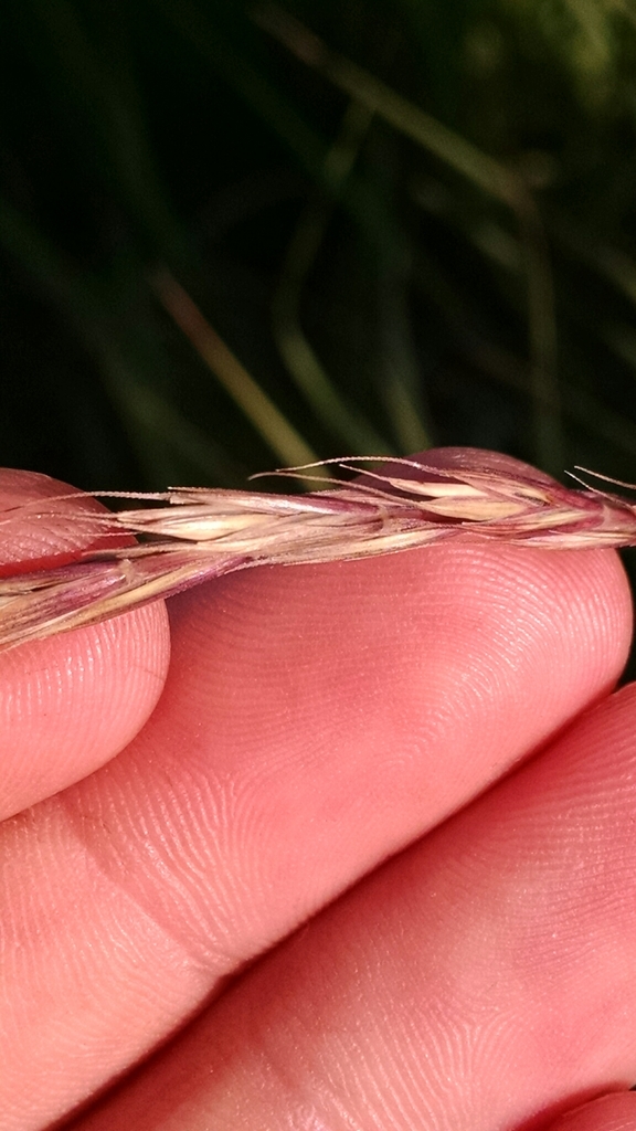 slender wheatgrass (Elymus trachycaulus trachycaulus) - Botanical Realm
