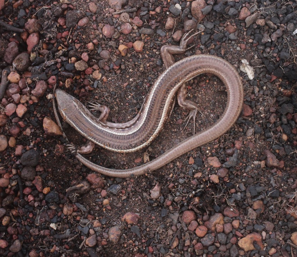 Ctenotus Skinks from Yalgoo WA 6635, Australia on July 13, 2010 by ...