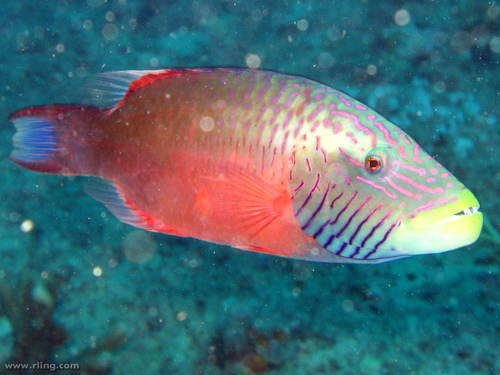 Linedcheek Wrasse (Oxycheilinus digramma) · iNaturalist
