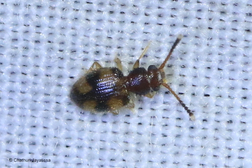 Psammoecus simoni · iNaturalist