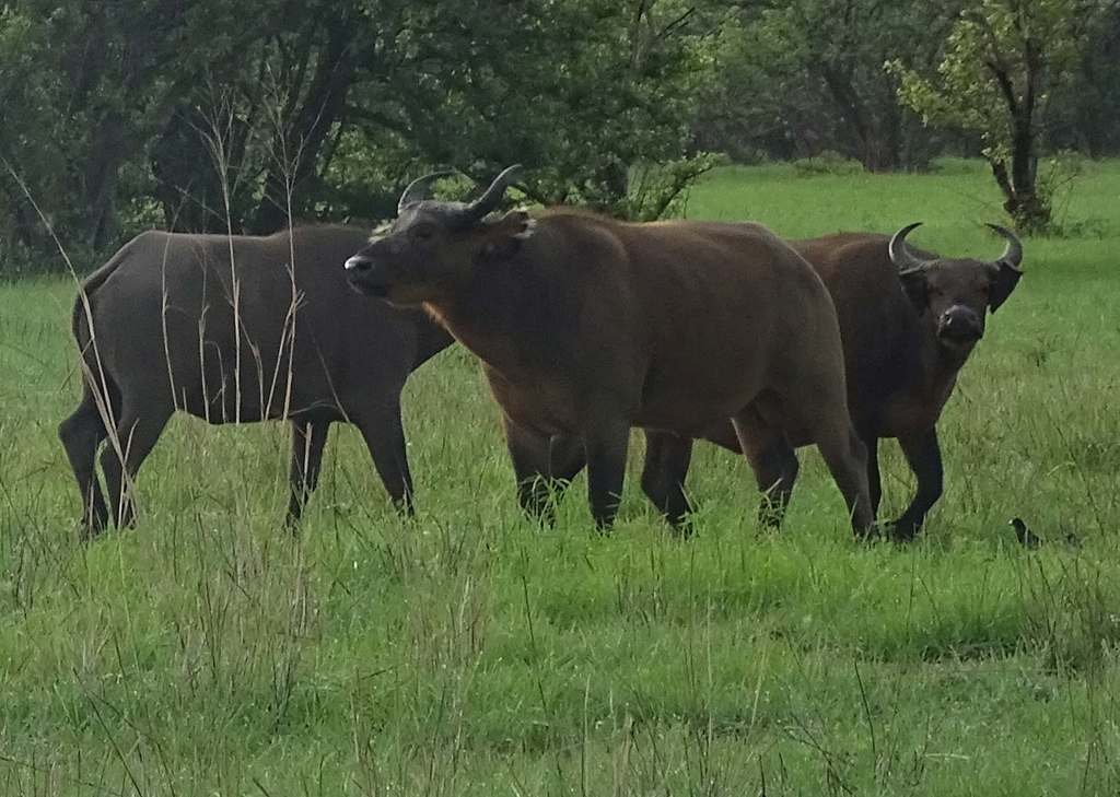 Sudanese Buffalo in June 2017 by ONG OeBenin · iNaturalist