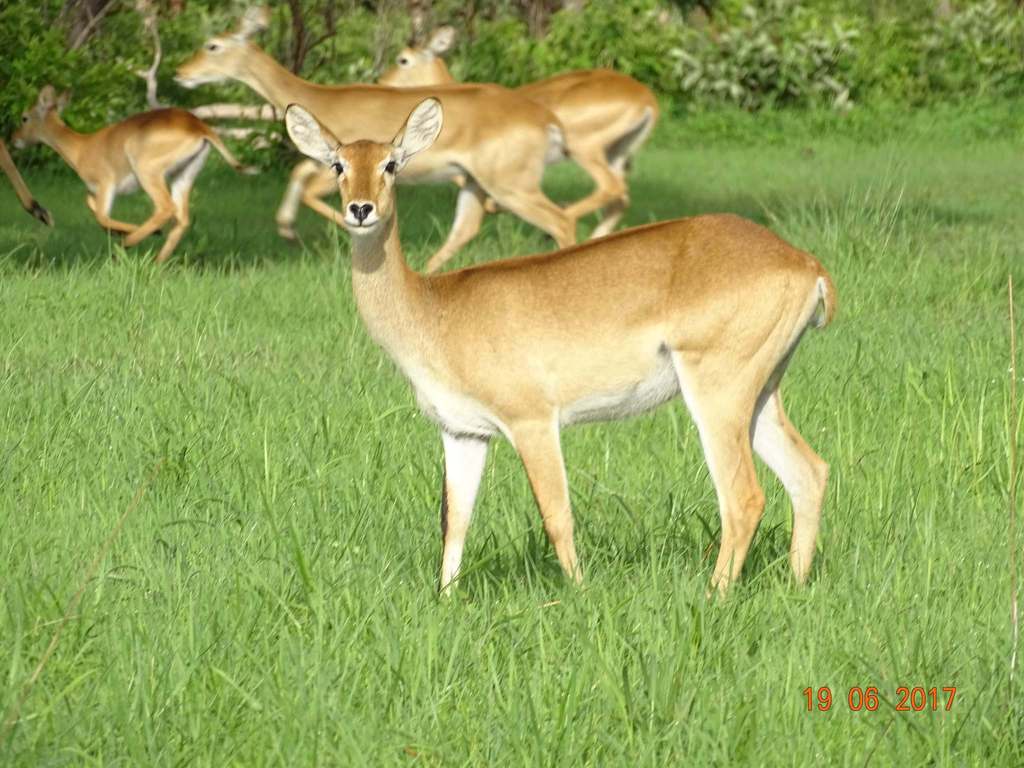 Buffon's Kob (Kobus kob kob) - Know Your Mammals