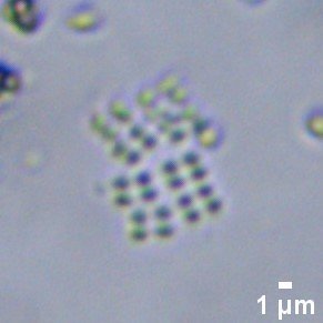 Merismopedia tenuissima · iNaturalist