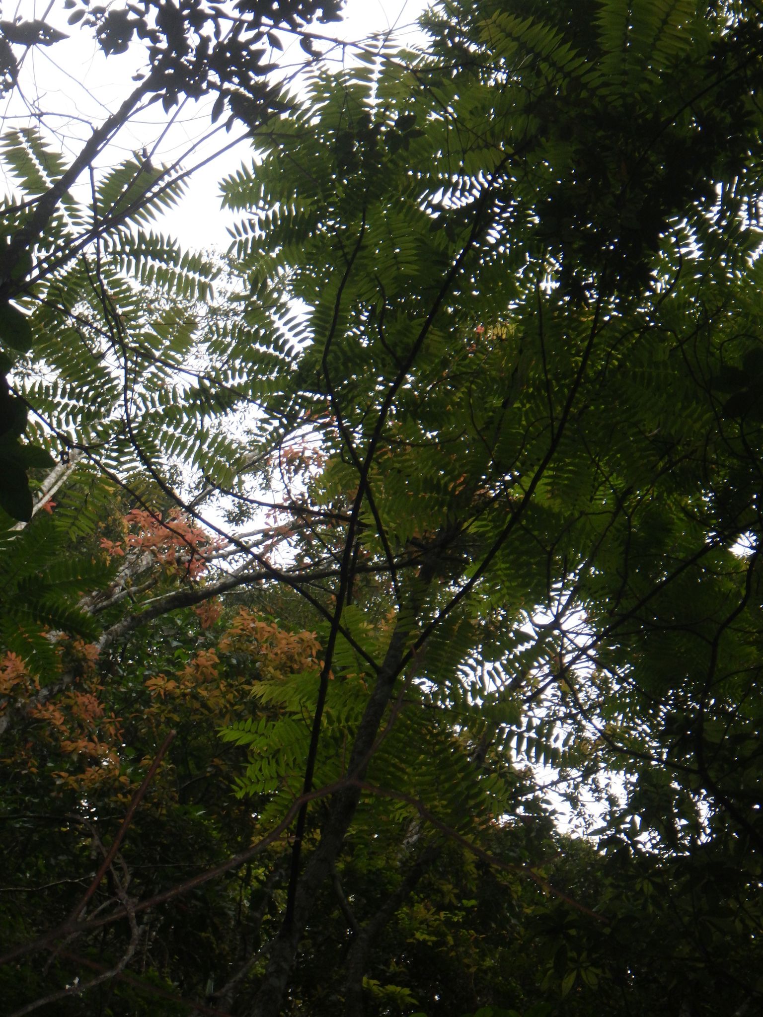 Toona sureni (Blume) Merr.