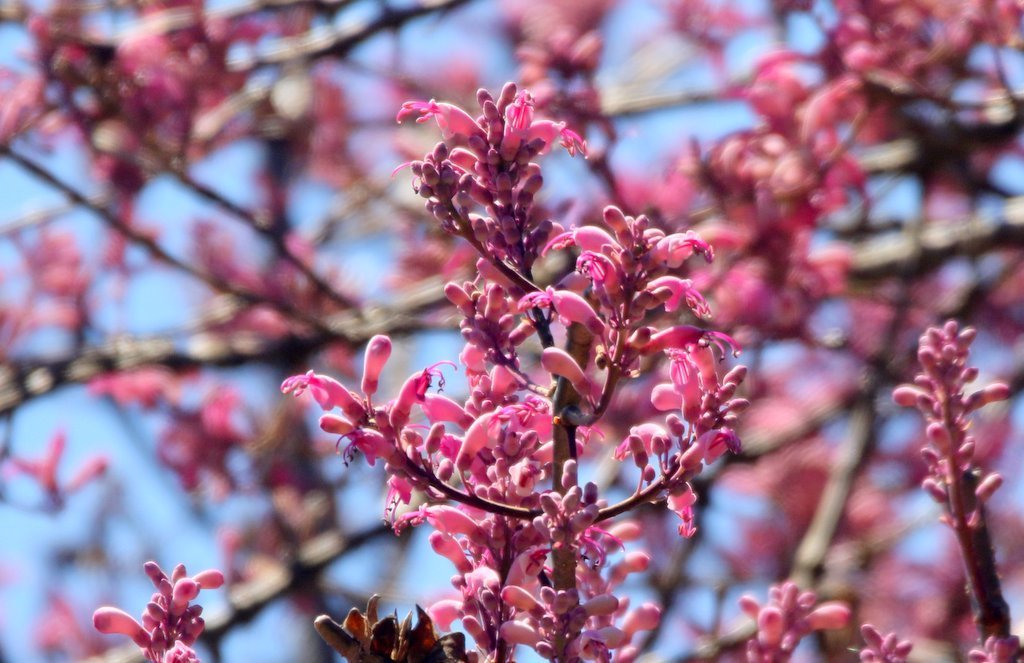 Wightia borneensis from Ranaka, Wae Rii, Manggarai Regency, East Nusa ...
