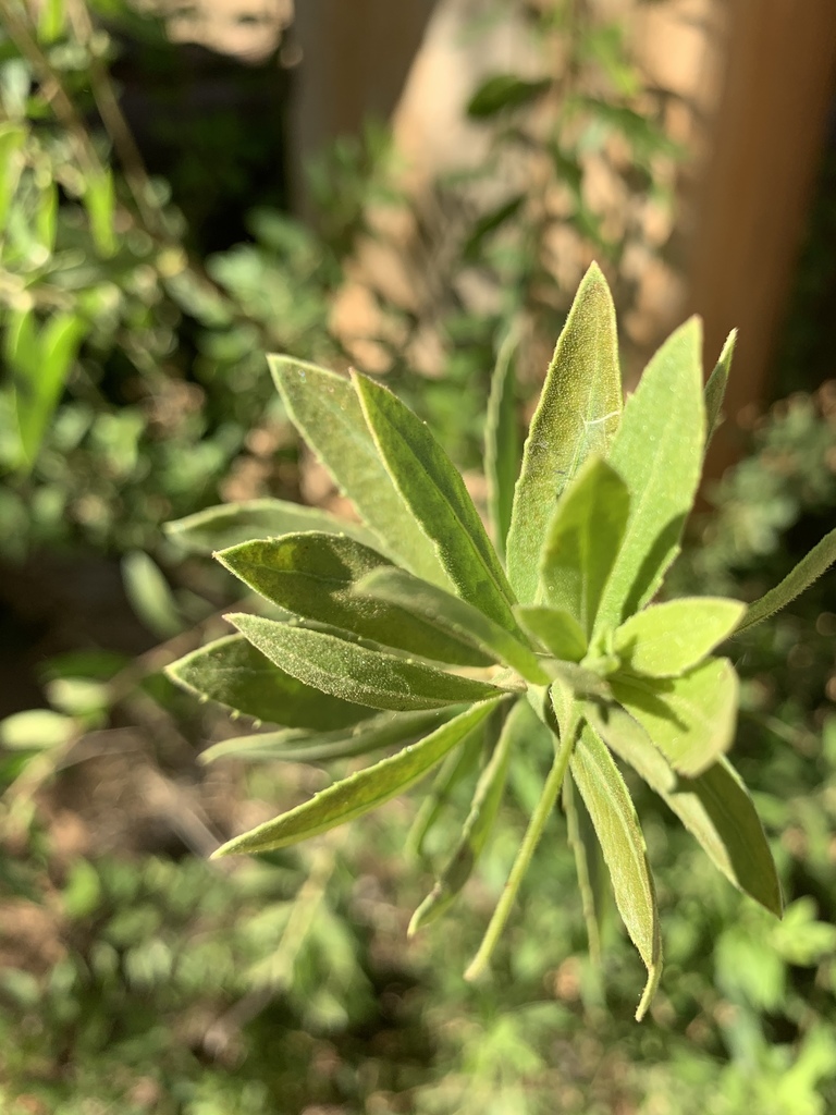 Bushveld Camphorweed from Lenyenye, LP, ZA on July 13, 2020 at 11:53 AM ...