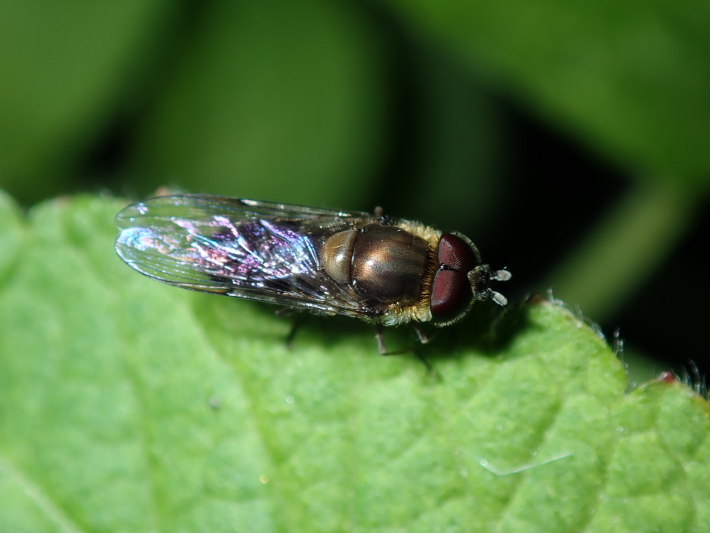 Betasyrphus from Laurieton Quarry and surrounds, Dooragan NP, New South ...