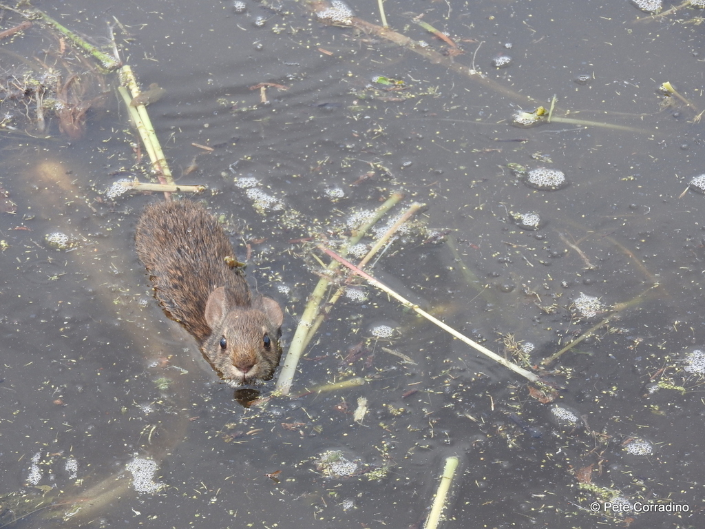 Marsh Rabbit (Sylvilagus palustris) - Know Your Mammals