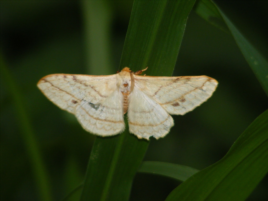 Eupterote lineosa from Idimuzhikkal, Chelambra, Kerala, India on July ...