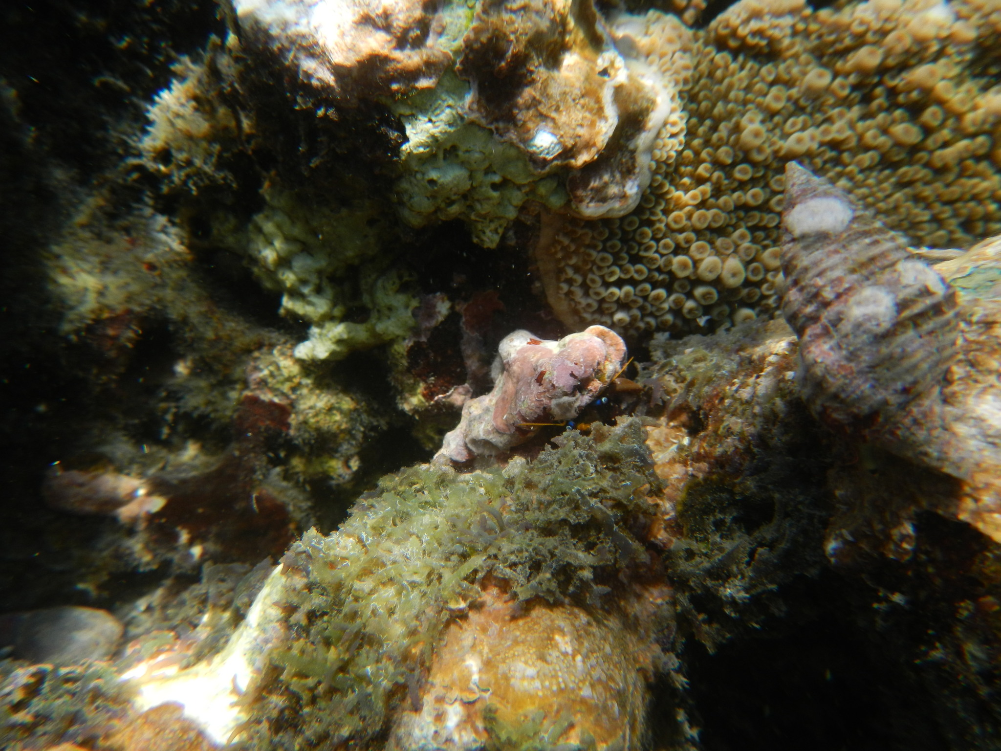 Calcinus morgani Rahayu & Forest, 1999