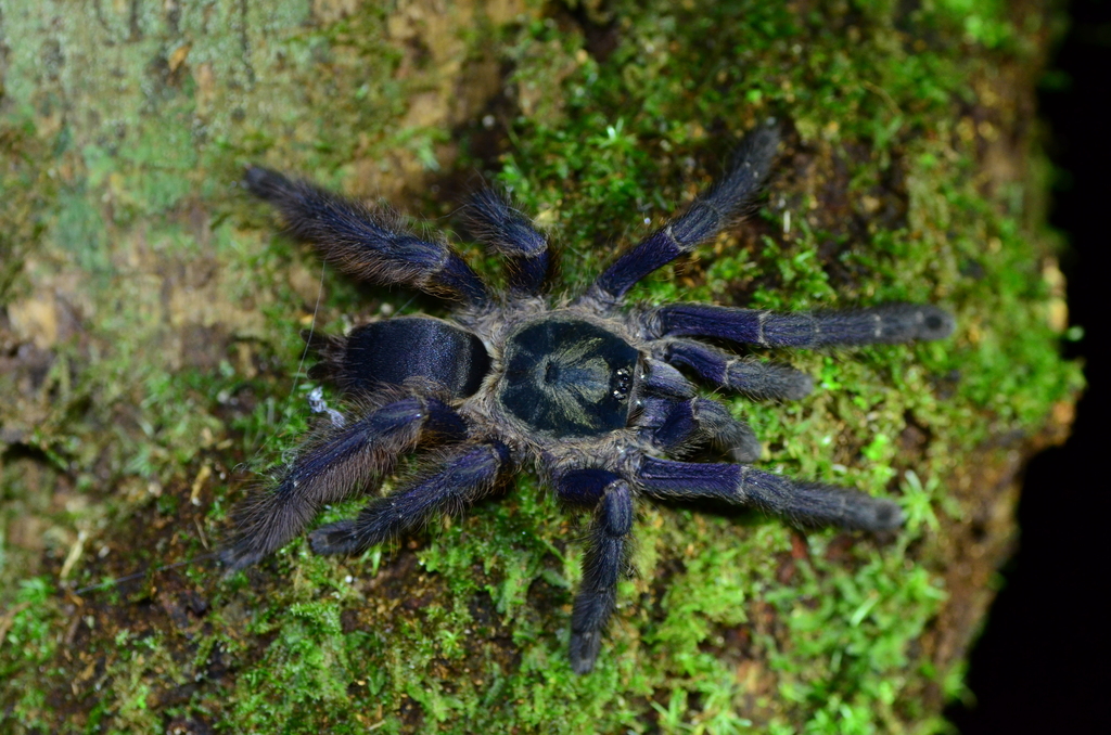 Purple Tree Tarantula from Petit Saut Guyane française on July 19, 2020 ...