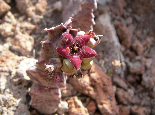 European caralluma (Caralluma europaea) · iNaturalist