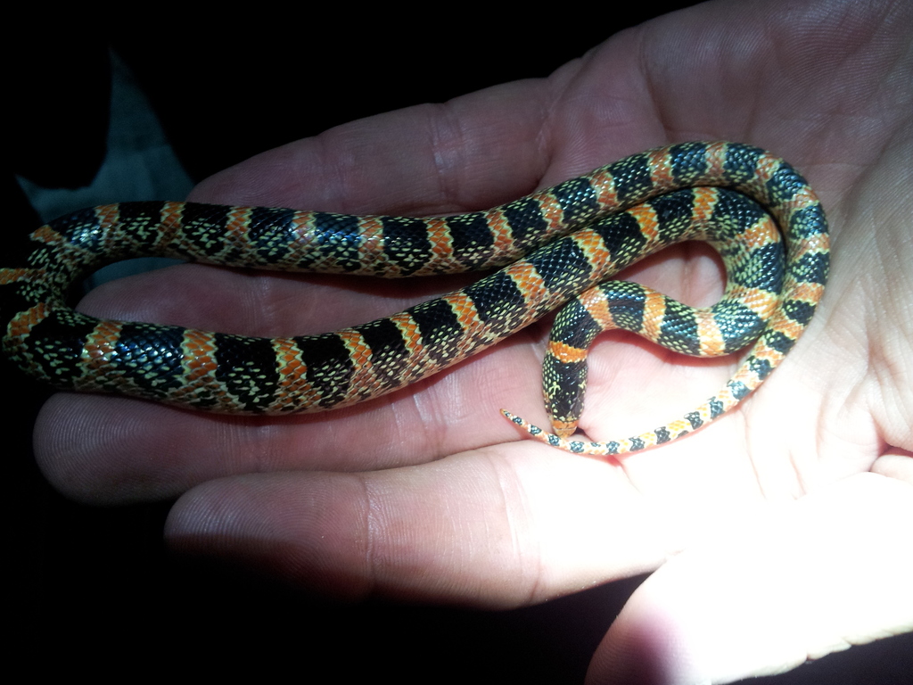 Long-nosed Snake in July 2013 by Travis W. Taggart · iNaturalist