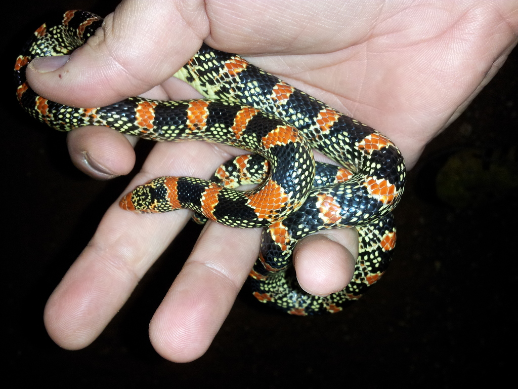Long-nosed Snake in August 2013 by Travis W. Taggart · iNaturalist