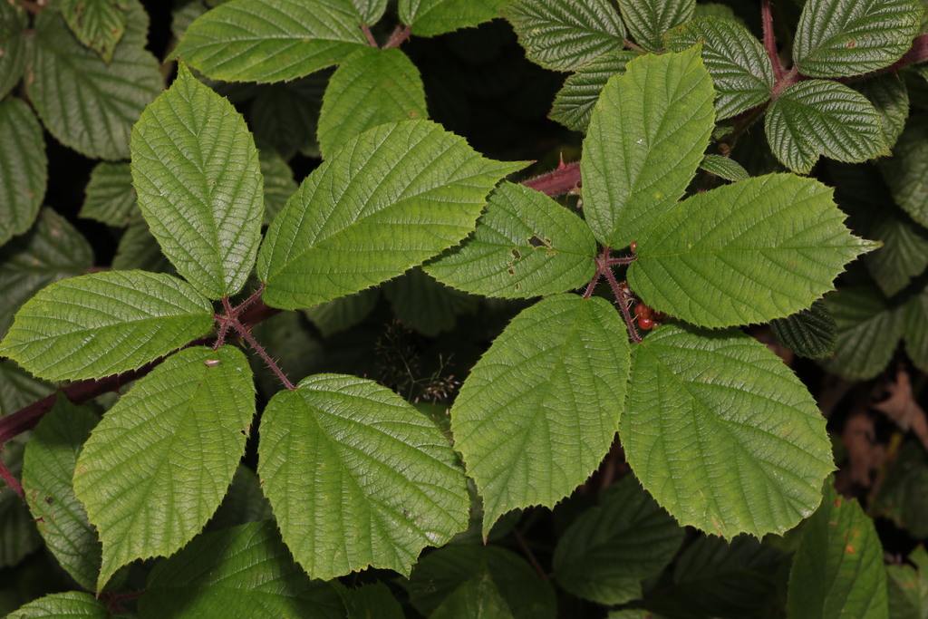 European blackberry complex from Reynolds Park, Church Road, Woolton ...