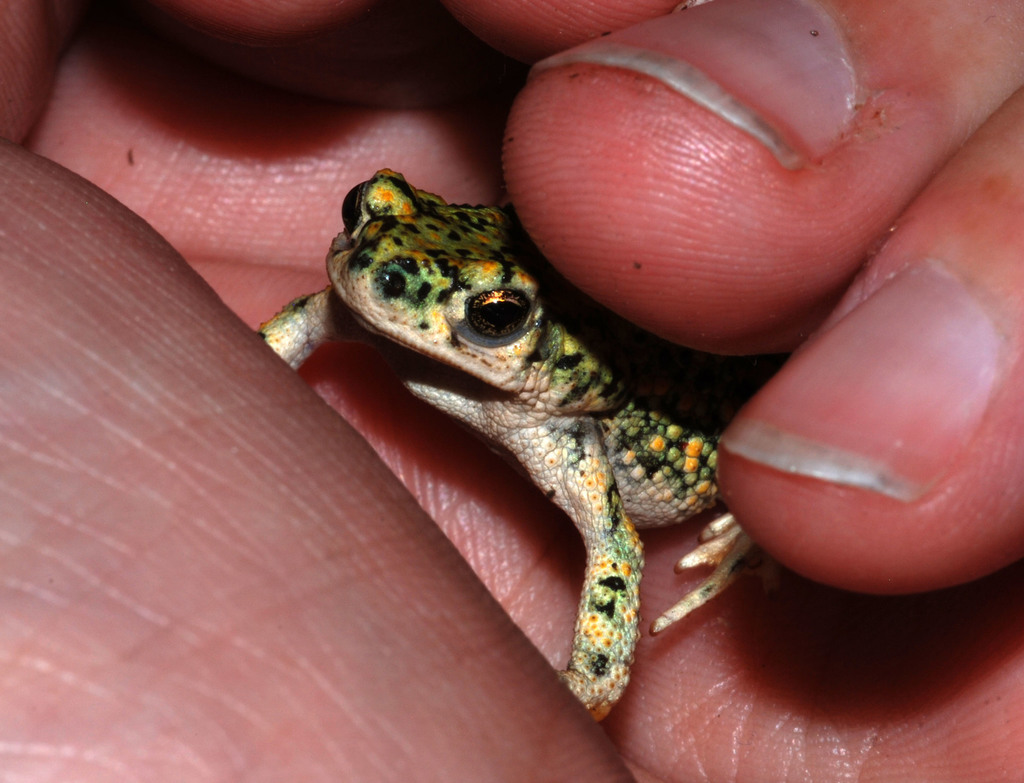 Green Toad in July 2011 by Travis W. Taggart · iNaturalist