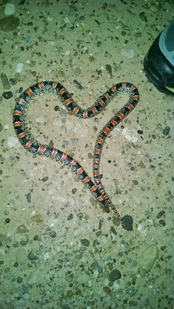 Long-nosed Snake in July 2014 by Travis W. Taggart · iNaturalist