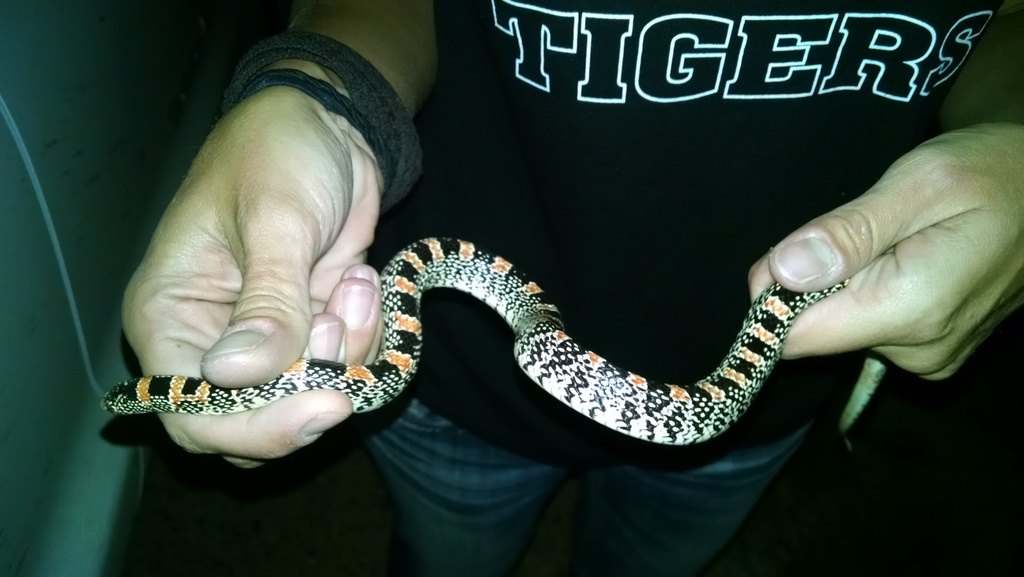 Long-nosed Snake in July 2014 by Travis W. Taggart · iNaturalist