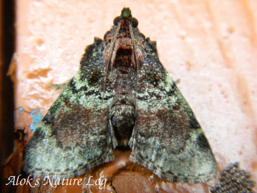 Snout Moths (GFF: A Field Guide to Silicon Valley) · iNaturalist