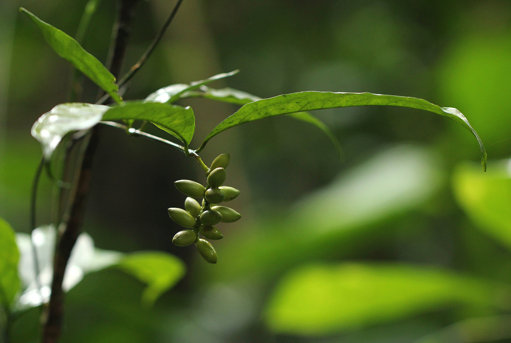 Gnetum africanum in May 2010 by Bart Wursten. Specimen associated with ...